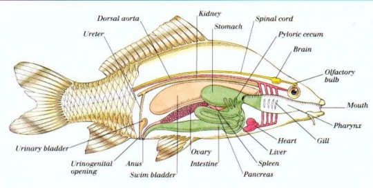 G. Ingason Seafood Internal_organs_of_a_fish.jpgwici - G. Ingason Seafood