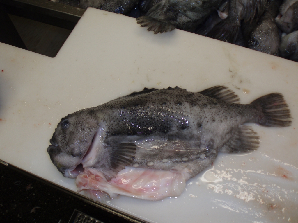 G. Ingason Seafood LUMPSUCKER / LUMPFISH / CYCLOPTERUS LUMPUS / морской ...
